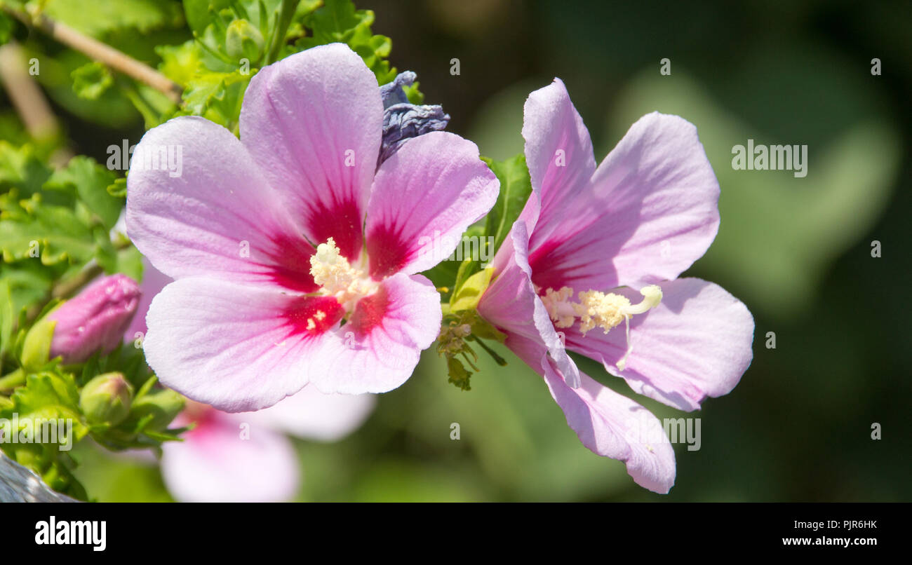 photo for pink Flower in Tehran city in Islamic Republic of Iran Stock ...