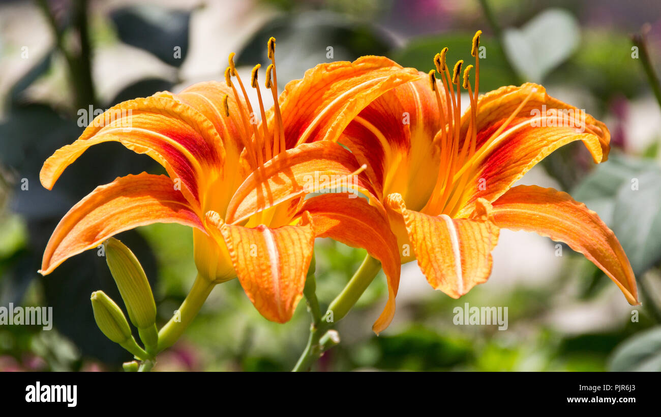 photo for yallow Flower in Tehran city in Islamic Republic of Iran ...