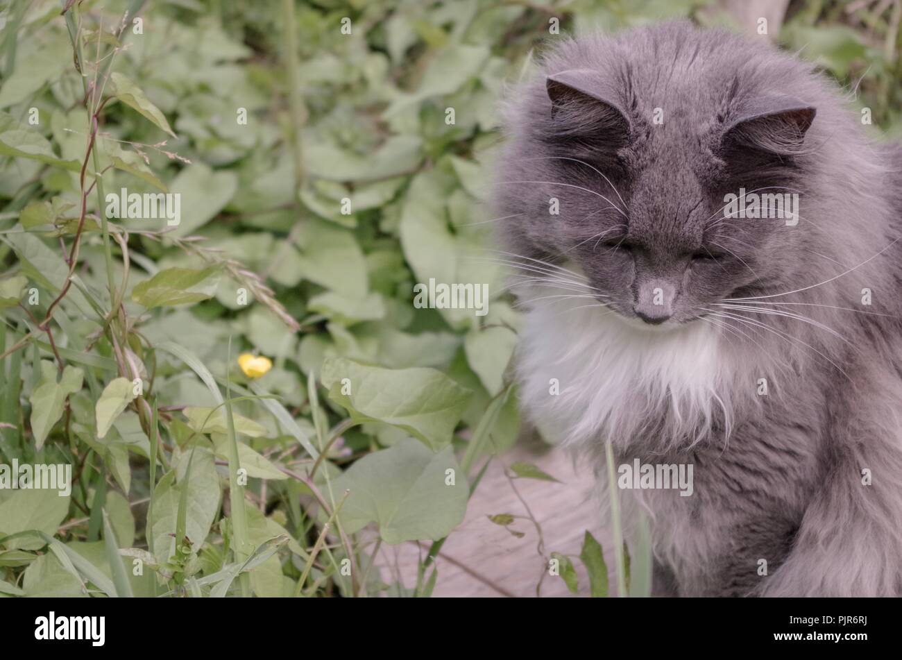 Maine Coon kitten in the garden Stock Photo - Alamy