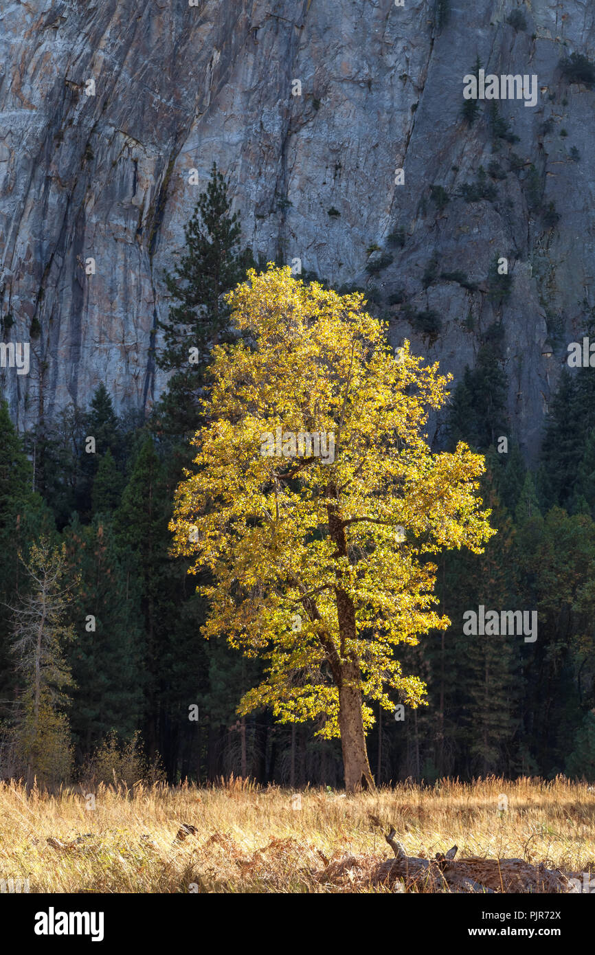 Black Oak Tree High Resolution Stock Photography and Images - Alamy