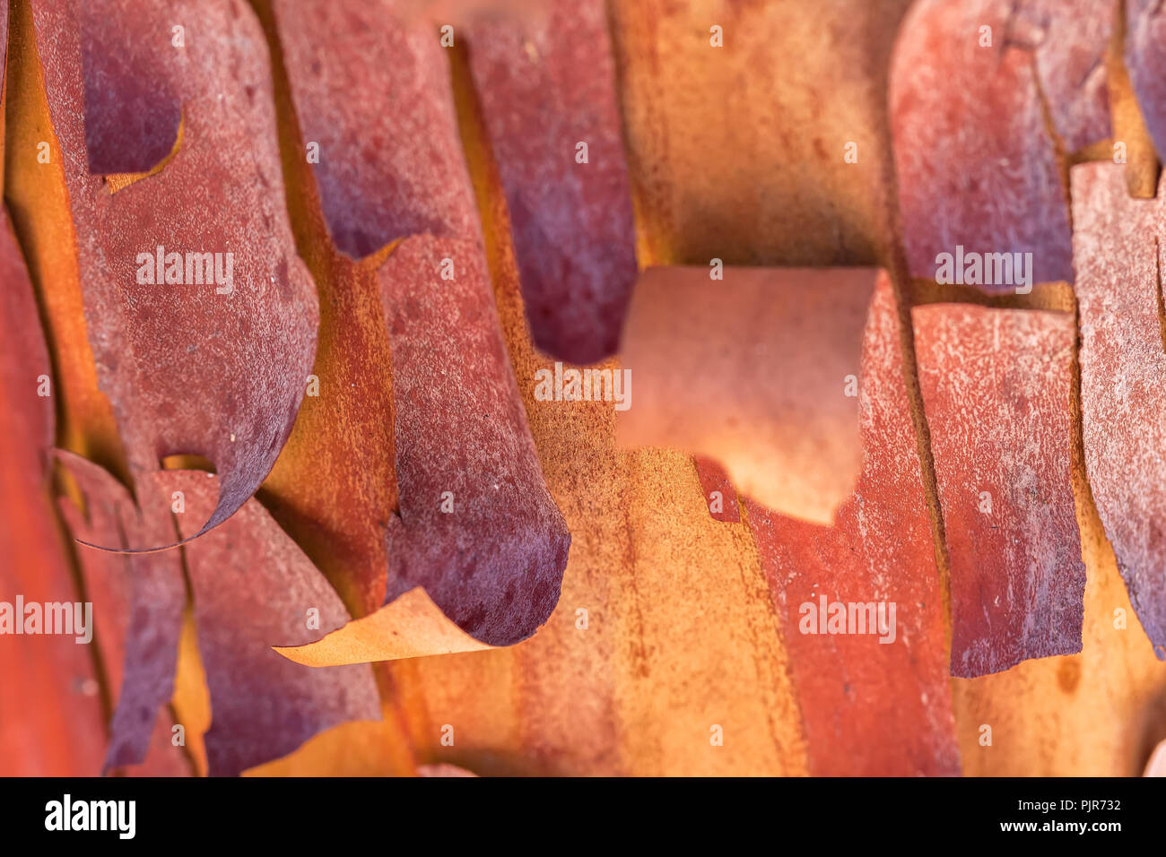 Exfoliating tree bark hi-res stock photography and images - Alamy
