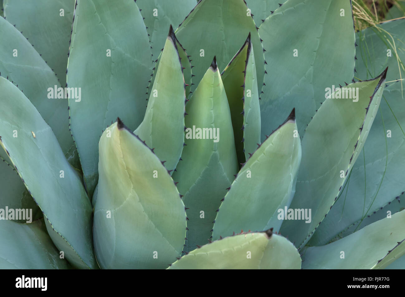 Parry's agave hi-res stock photography and images - Alamy