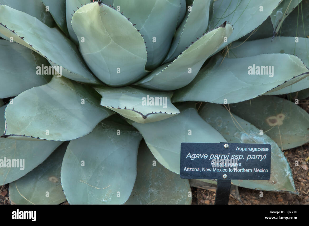 Parry's agave (Agave parryi ssp. parryi) with identification board ...