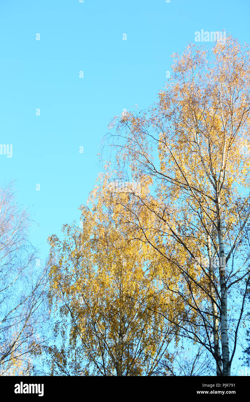 Autumn golden birch trees over clear blue sky background Stock Photo ...