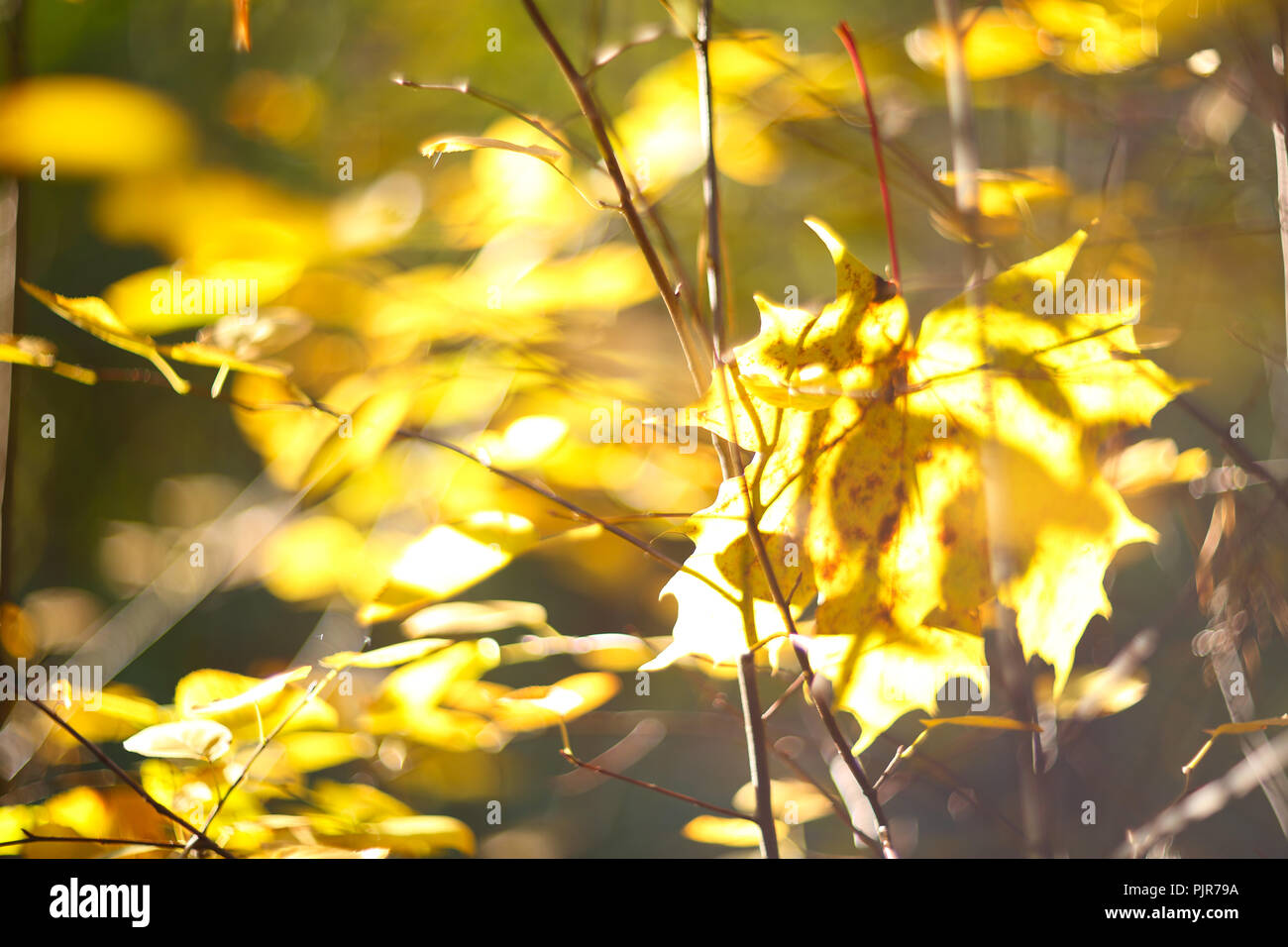 Autumn yellow leaves natural abstract defocused background Stock Photo ...