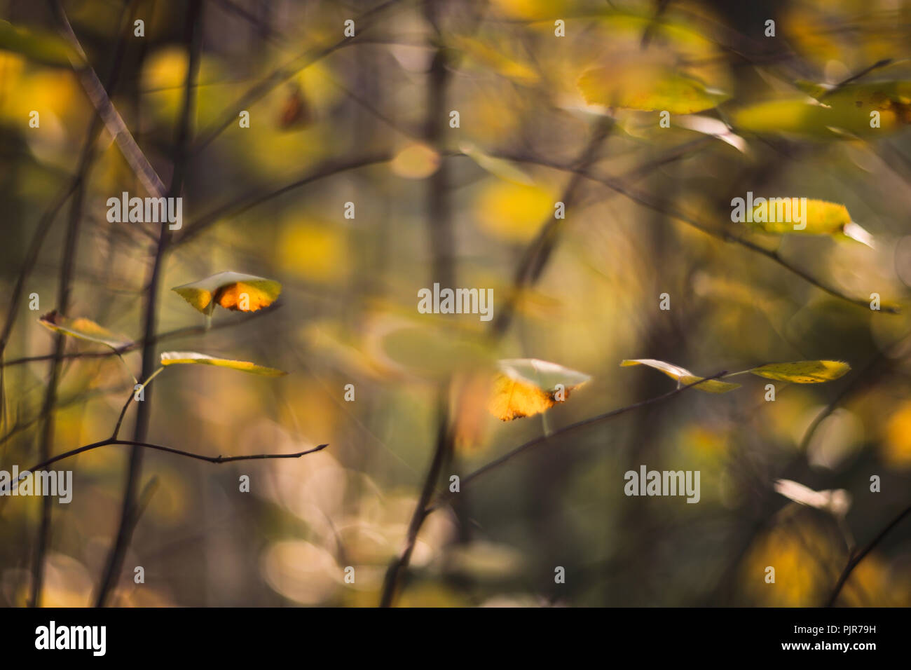 Autumn yellow leaves natural abstract defocused background Stock Photo ...