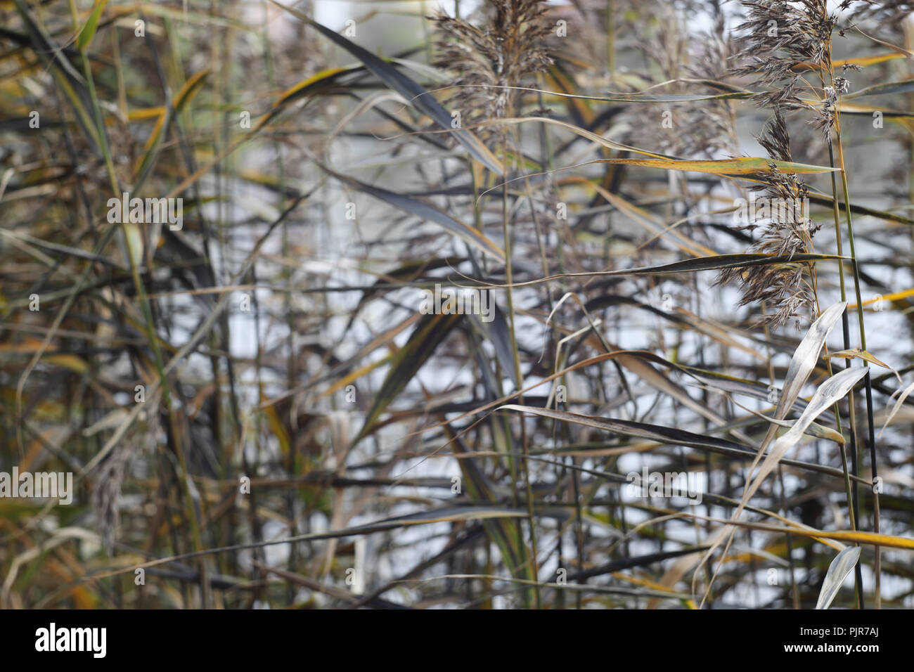 Close up view of Reeds (rush, cane) during windy weather in water Stock ...