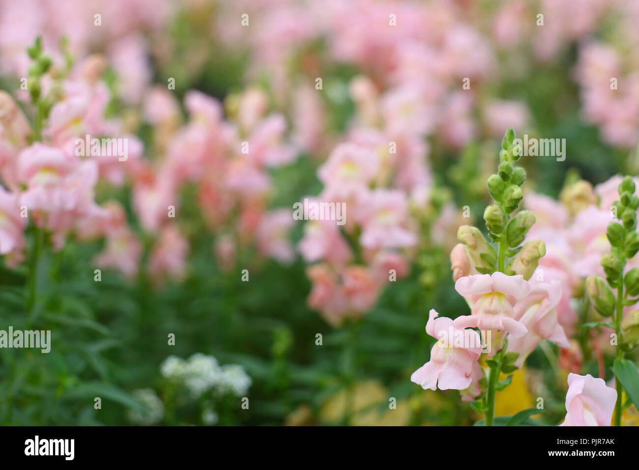 Pink snapdragon flowers in green garden background Stock Photo - Alamy
