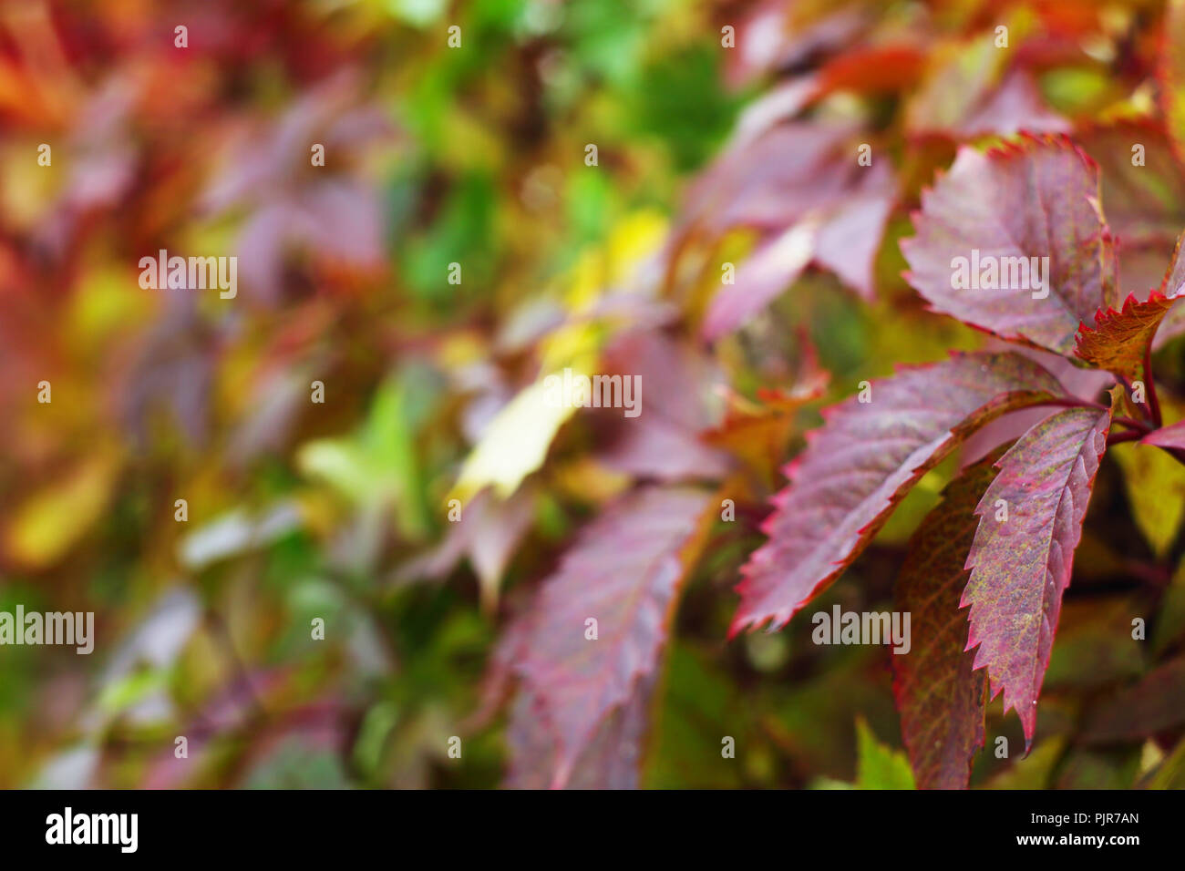 Red autumn ivy leaves close up natural defocused background Stock Photo ...