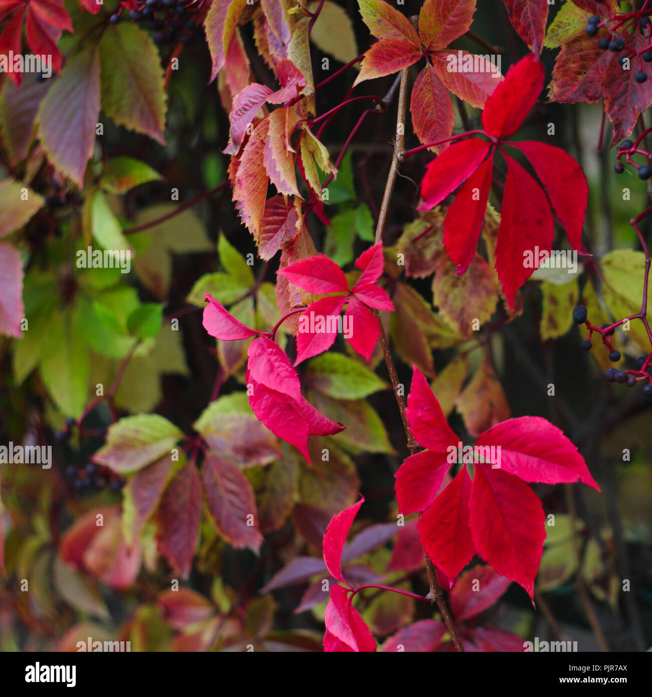 Red autumn ivy leaves close up natural defocused background Stock Photo ...