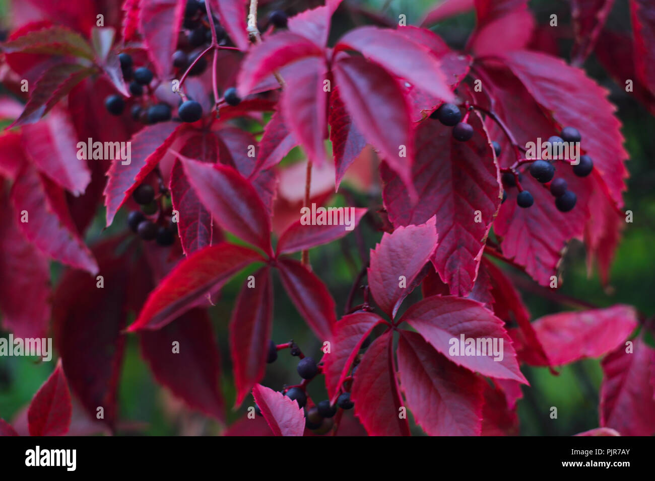 Red autumn ivy leaves close up natural defocused background Stock Photo ...