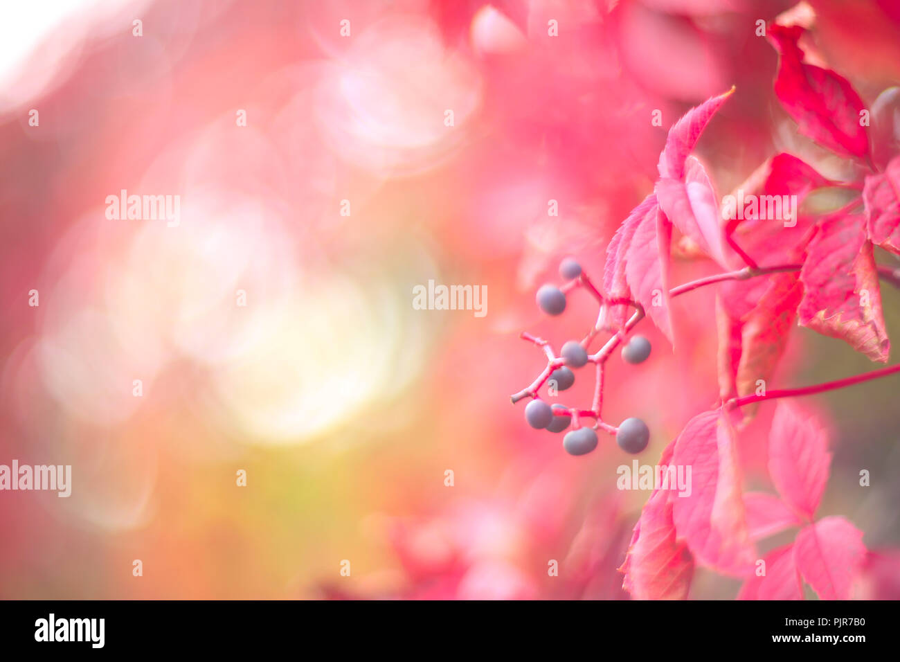 Red autumn ivy leaves close up natural defocused background Stock Photo ...