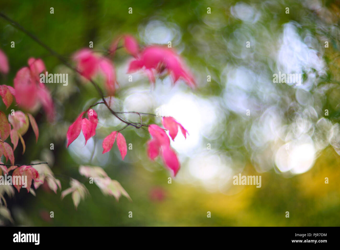 Autumn pink bush in forest , colorful background of stunning Euonymus ...