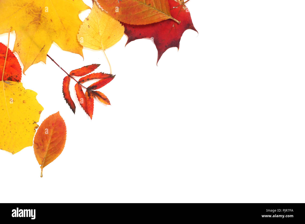 Beautiful Colorful Autumn Leaves Isolated On White Background Stock