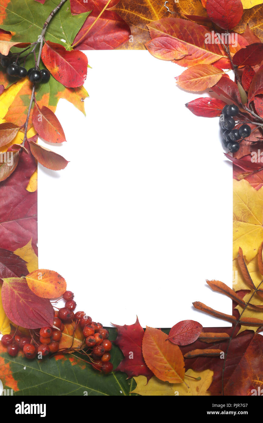 Autumn leaves frame with white paper isolated on white background Stock ...