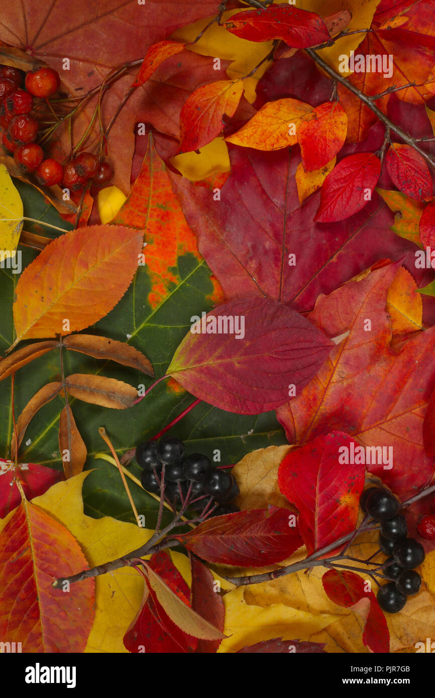 Beautiful colorful autumn leaves background close up Stock Photo - Alamy
