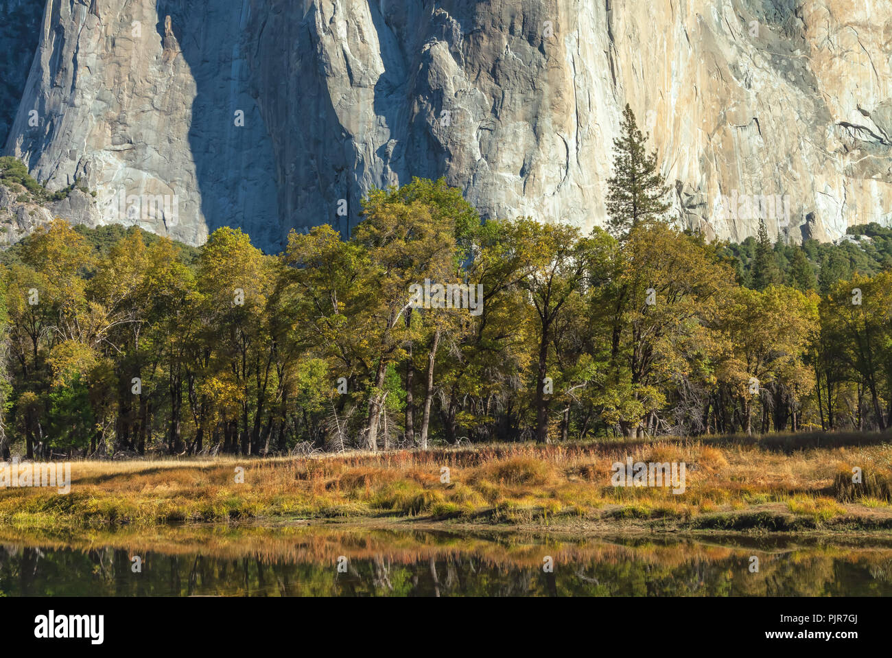 Black oak trees (Quercus kelloggii) in their early fall foliage at Cook ...