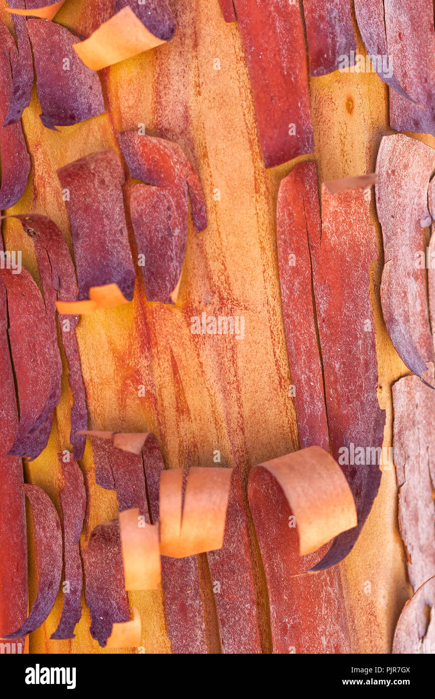 Bark exfoliating hi-res stock photography and images - Alamy