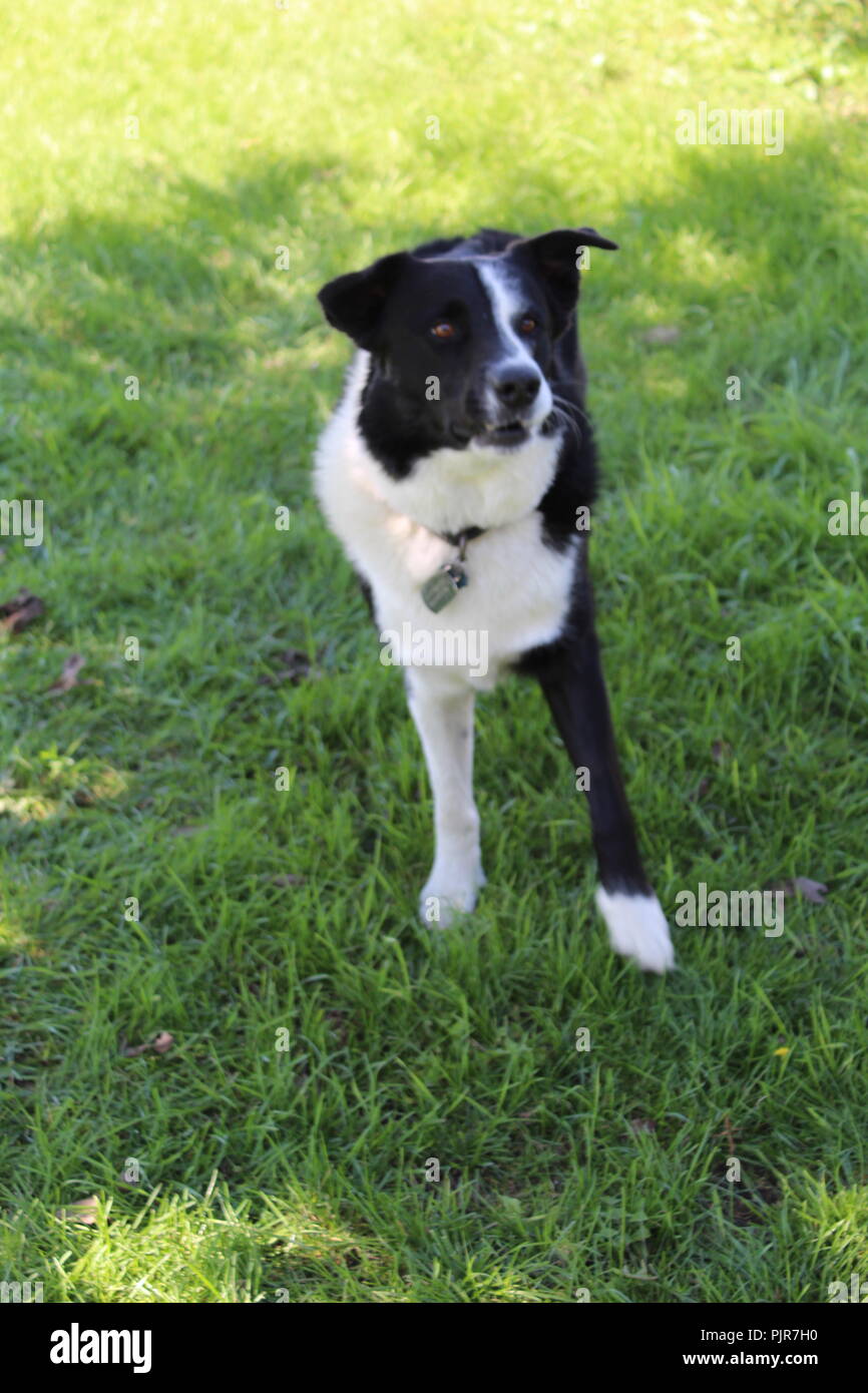 Australian shepherd dog black hi-res stock photography and images - Alamy