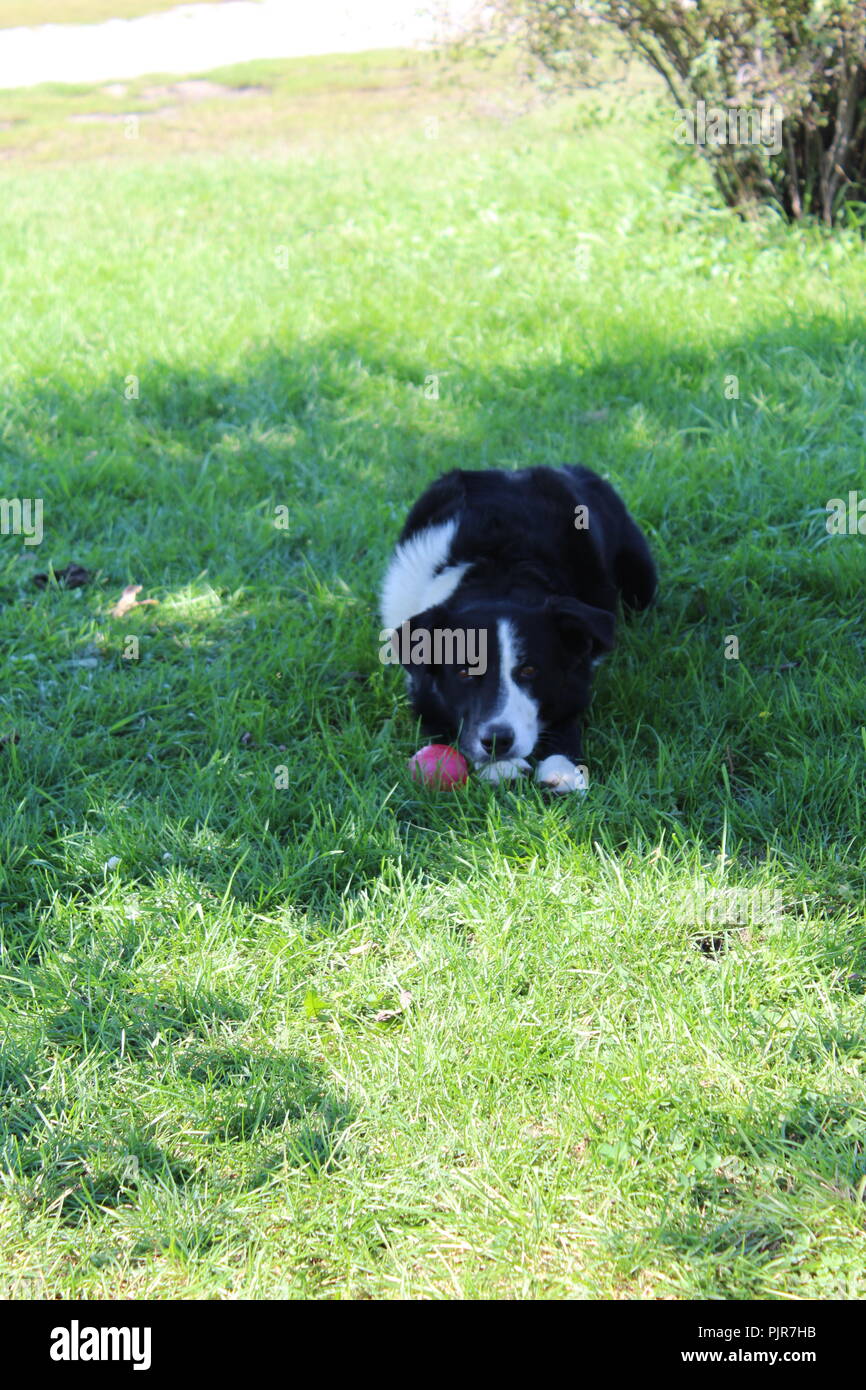 Border Collie Australian Shepherd playing, howling, resting, alert and ...