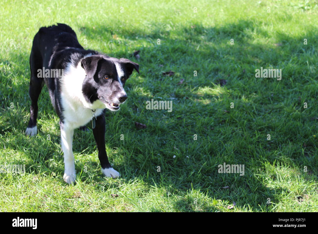 Border Collie Australian Shepherd playing, howling, resting, alert and ...