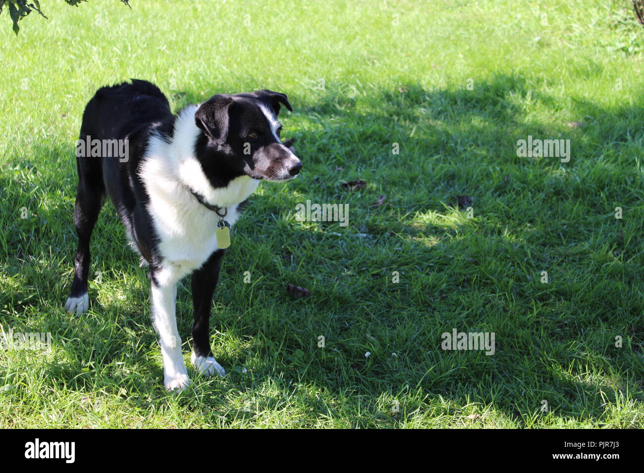 Border collie side profile hi-res stock photography and images - Alamy