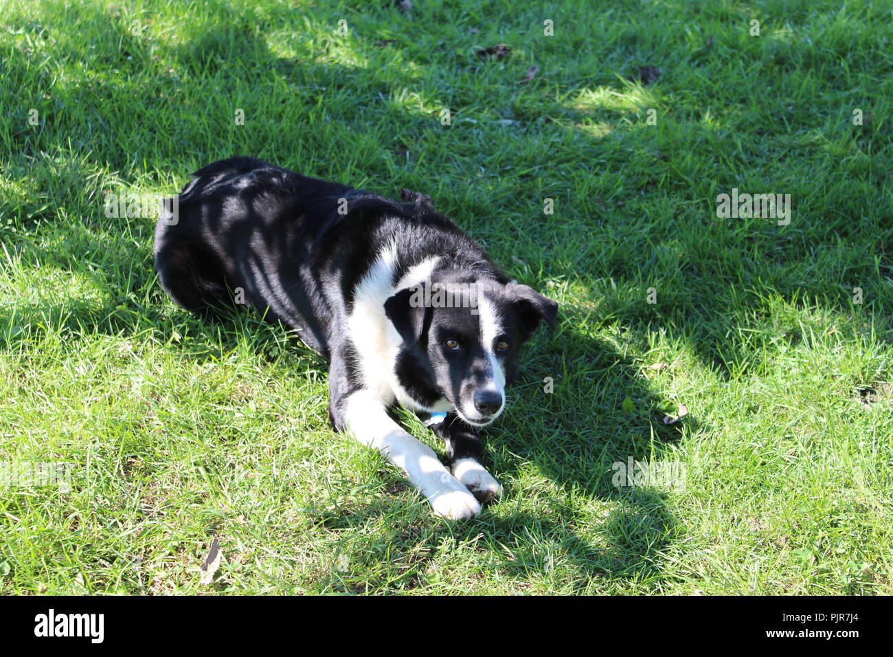 Border Collie Australian Shepherd playing, howling, resting, alert and ...