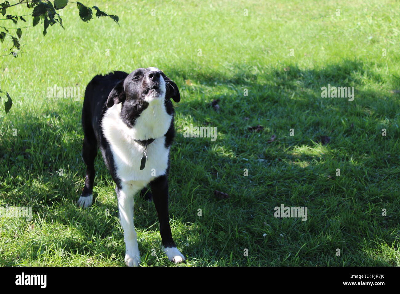 Border Collie Australian Shepherd playing, howling, resting, alert and ...