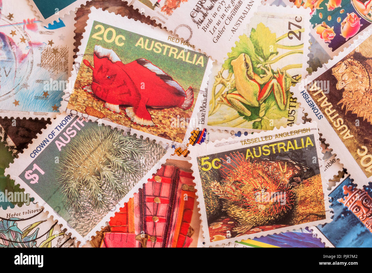 Australian amphibians hi-res stock photography and images - Alamy
