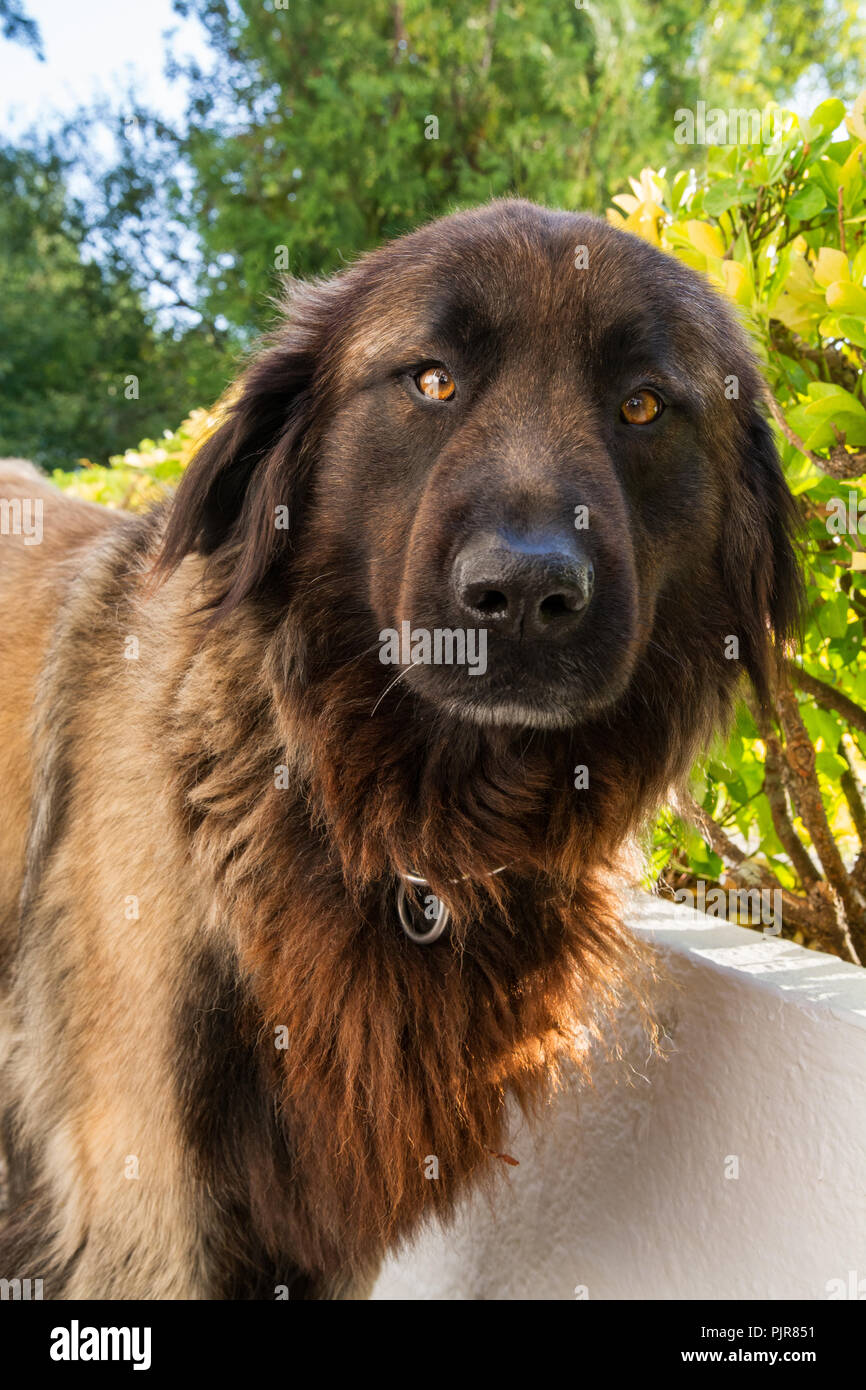 Portuguese shepherd dog hi-res stock photography and images - Alamy