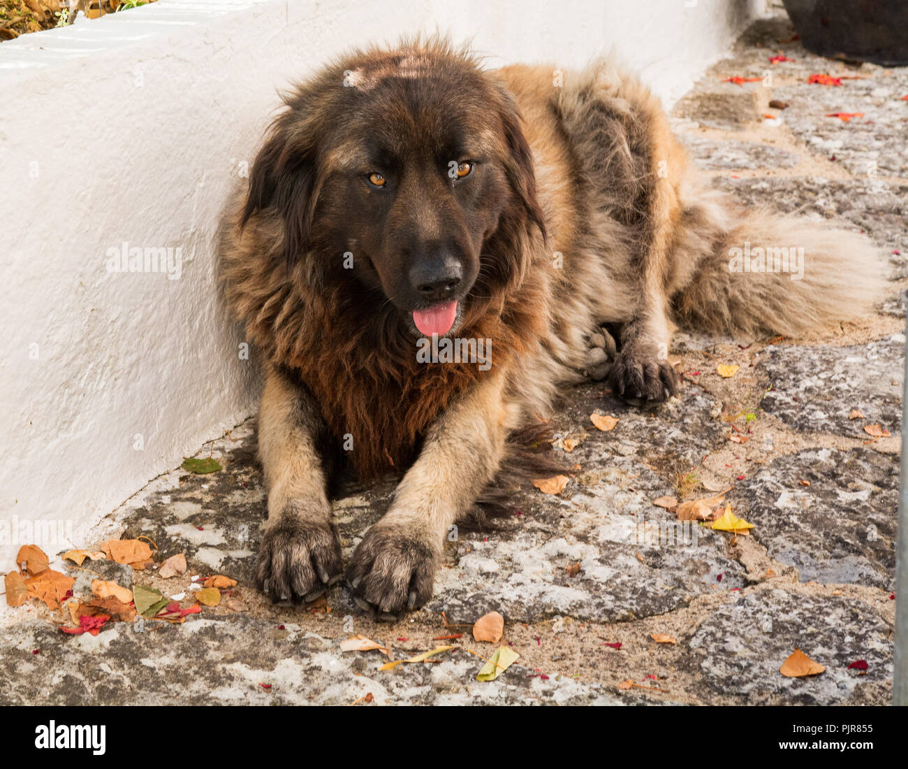 Portuguese shepherd dog hi-res stock photography and images - Alamy