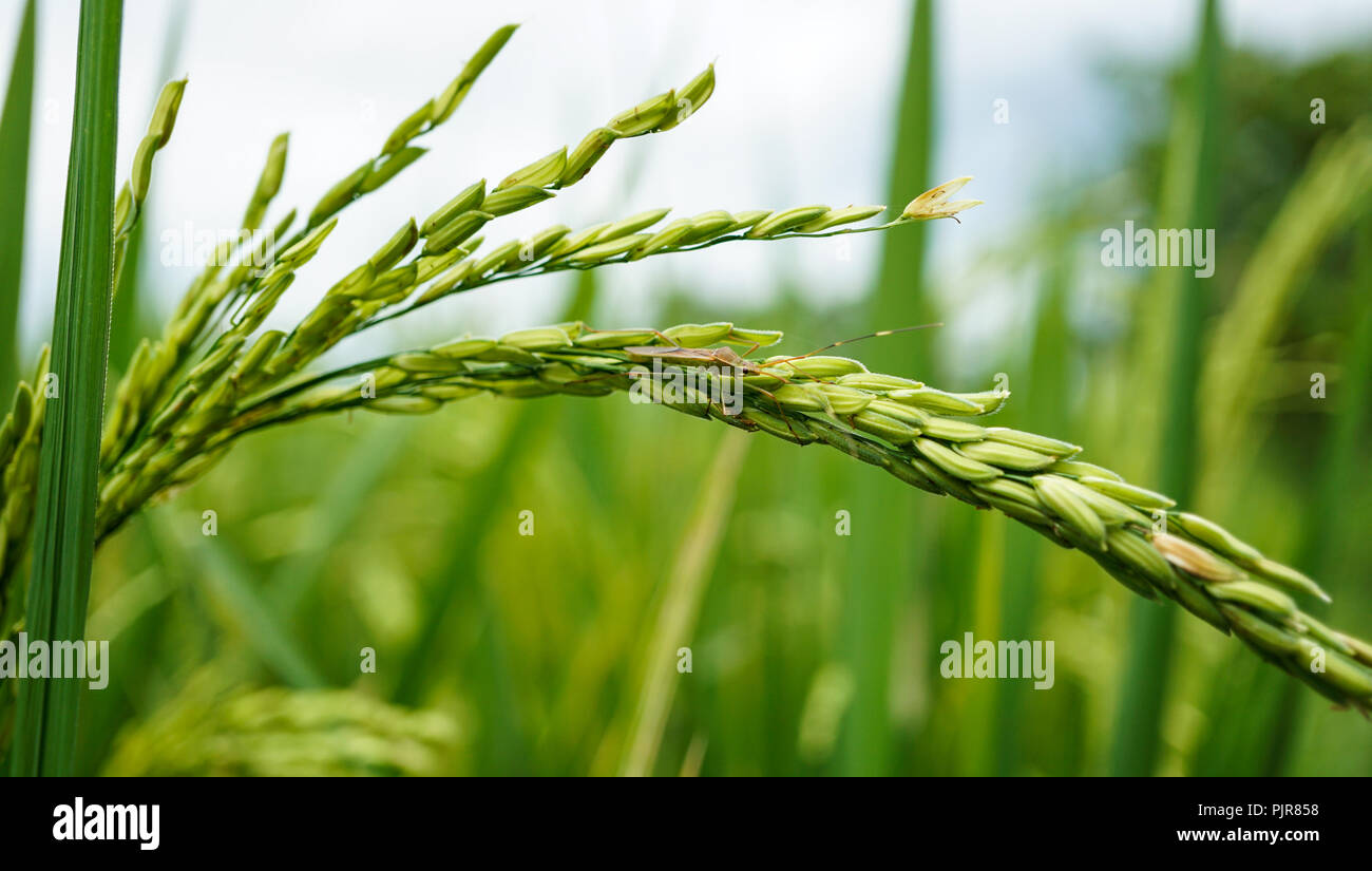 Rice insect pest hi-res stock photography and images - Alamy