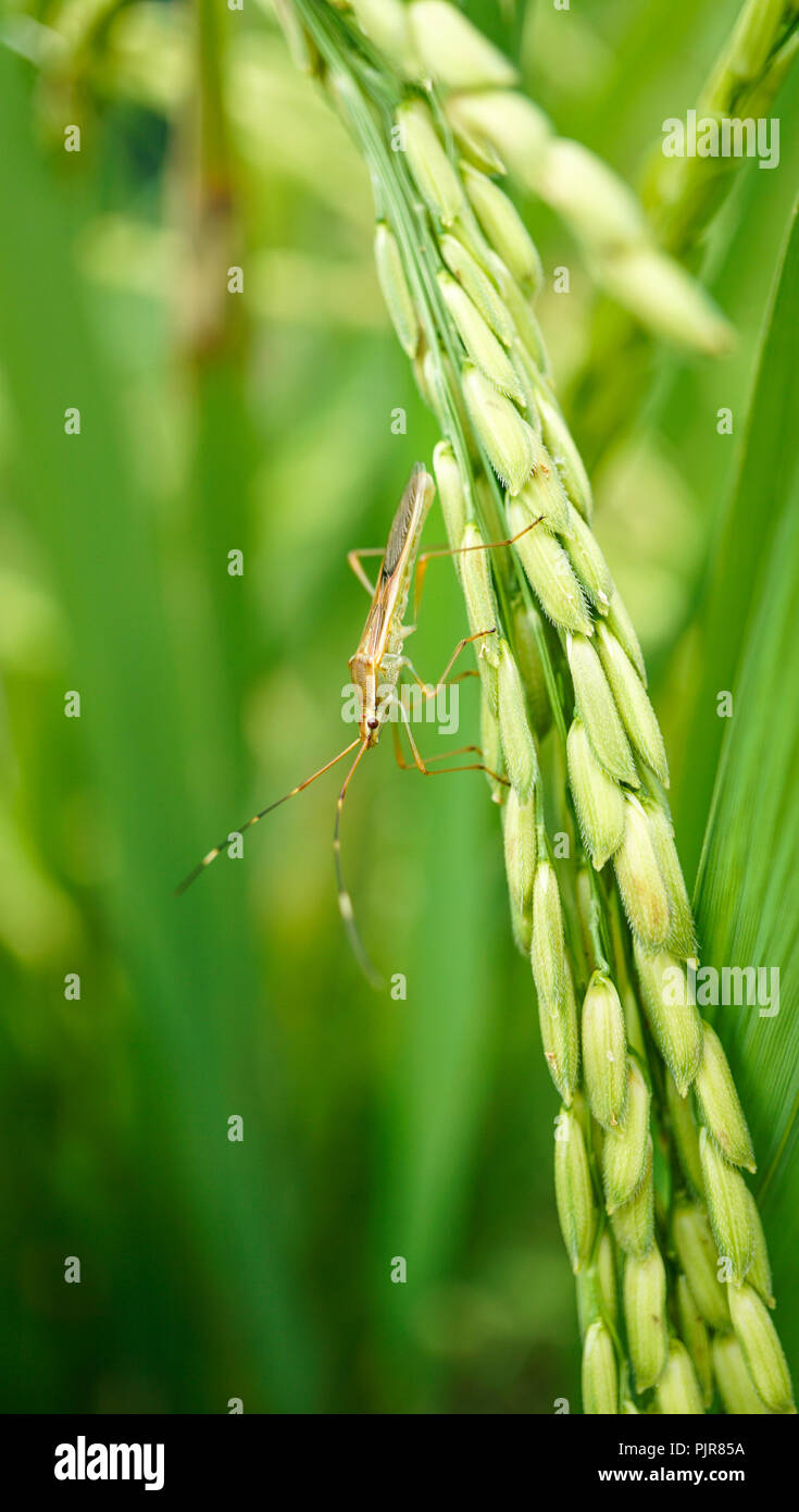 Rice Bug Adult Stock Photo - Alamy