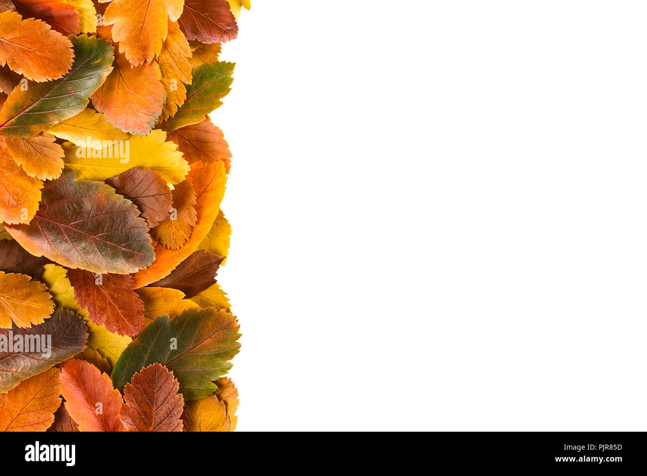 Colorful autumn leaves isolated on white, copy space on the right side ...