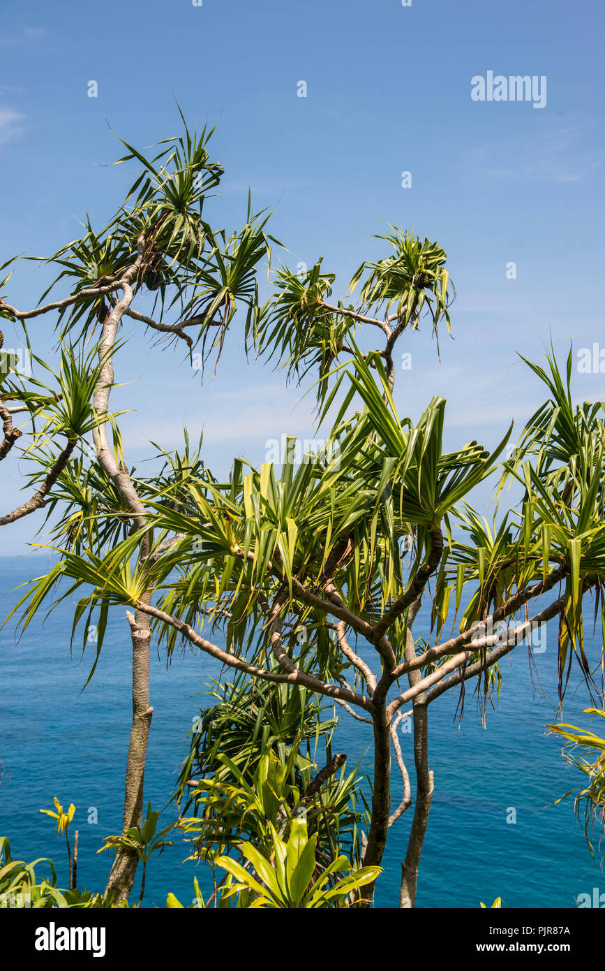 Pandanus palms hi-res stock photography and images - Alamy