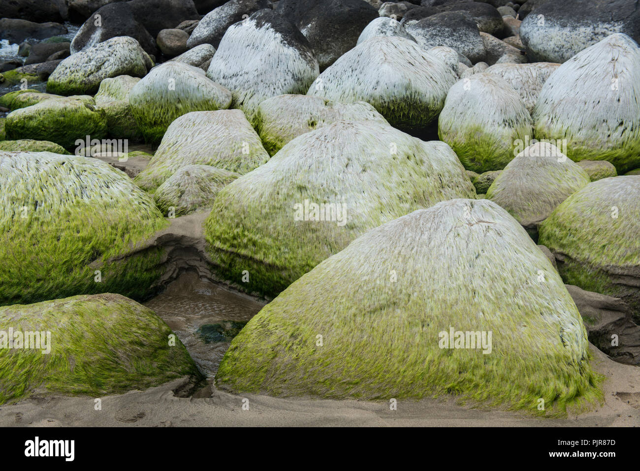 Sea moss seaweed hi-res stock photography and images - Alamy