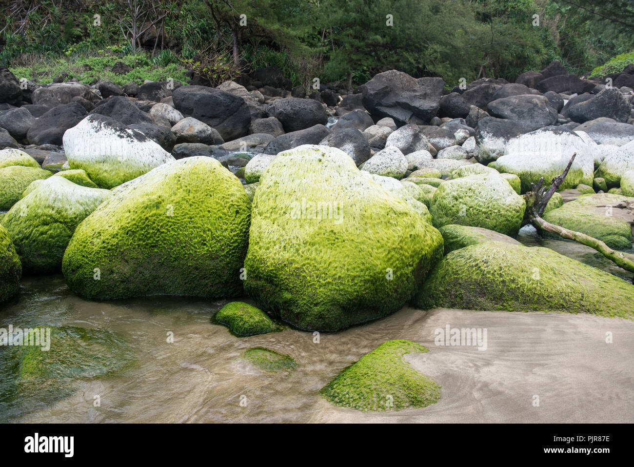 Seaweed cover hi-res stock photography and images - Alamy