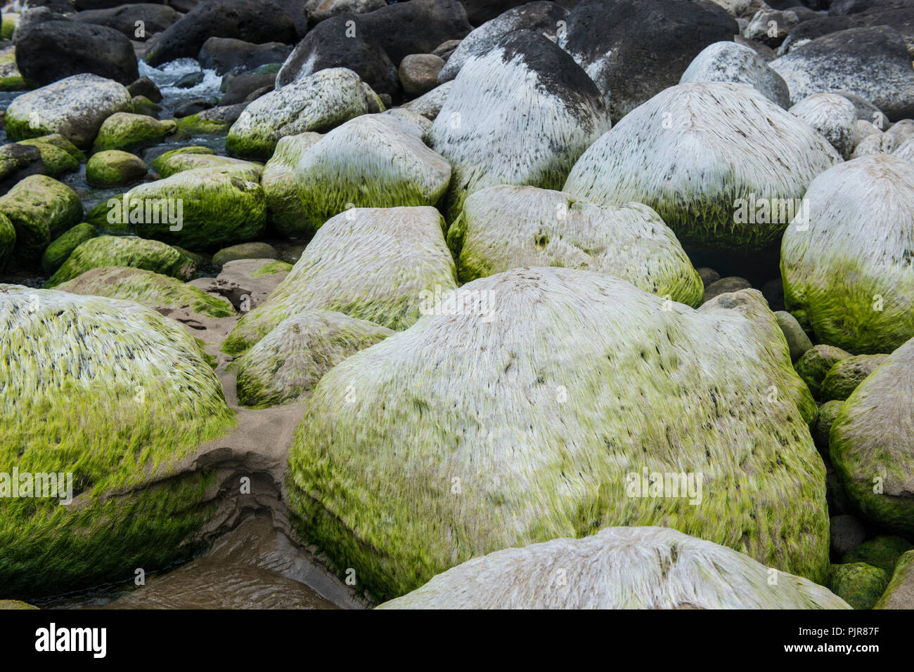 Sea moss seaweed hi-res stock photography and images - Alamy