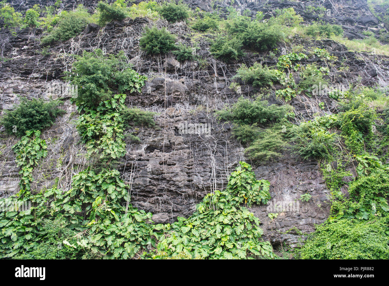 Vine-covered cliff, Kauai Stock Photo - Alamy
