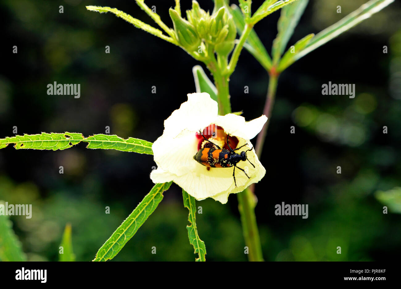 A beautiful bug eating Ladies finger(Lady finger) Flower Stock Photo ...
