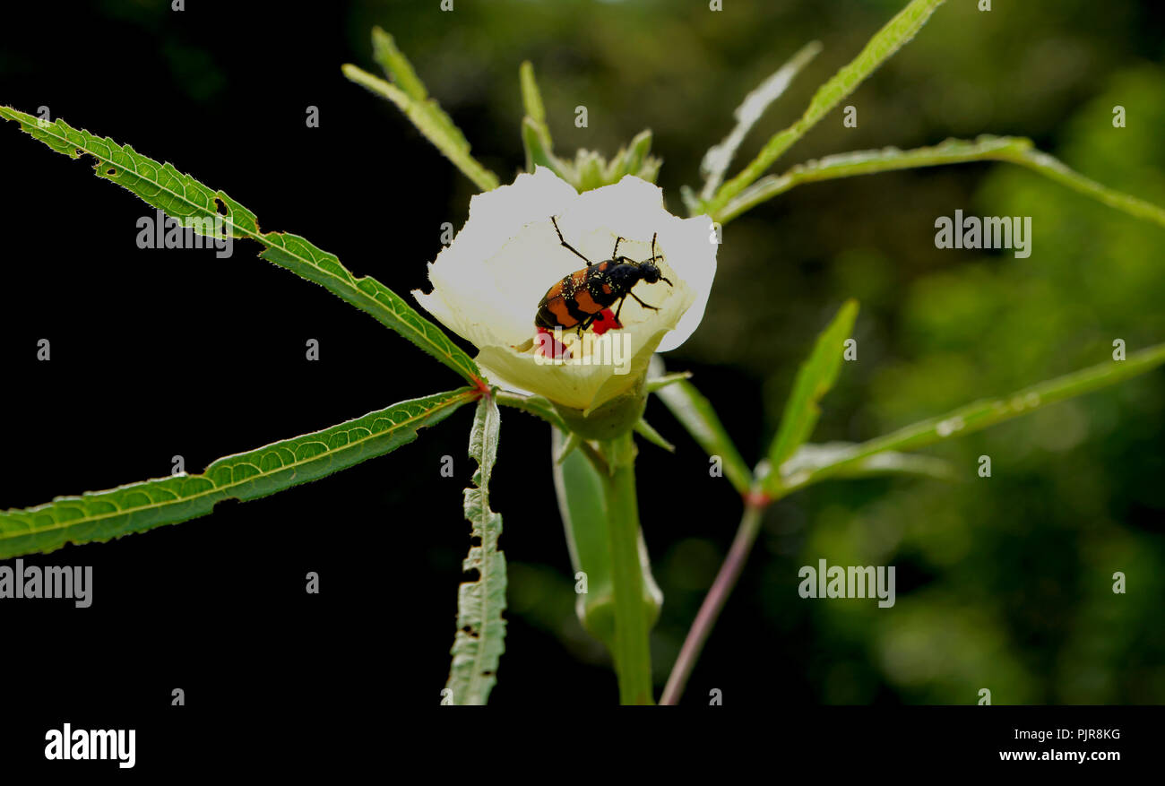 A beautiful bug eating Ladies finger(Lady finger) Flower Stock Photo ...