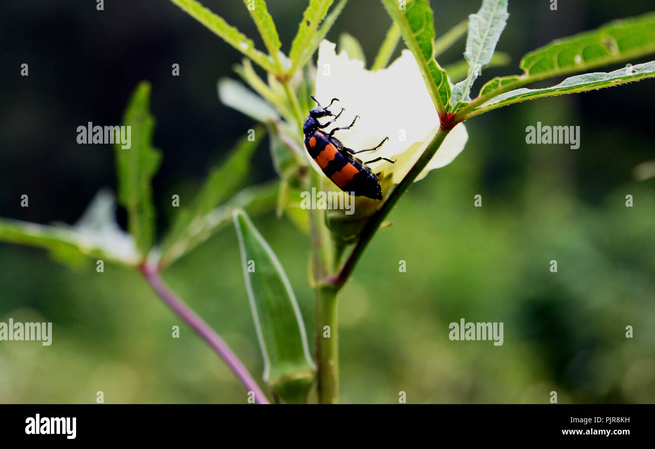 A beautiful bug eating Ladies finger(Lady finger) Flower Stock Photo ...