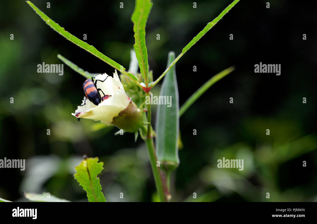A beautiful bug eating Ladies finger(Lady finger) Flower Stock Photo ...