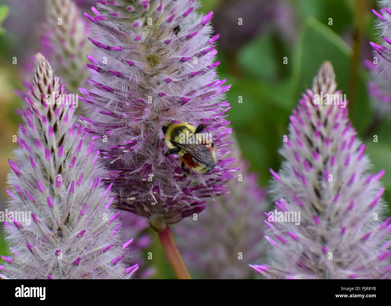 close up of bumble bee pollinating purple flowers Stock Photo - Alamy