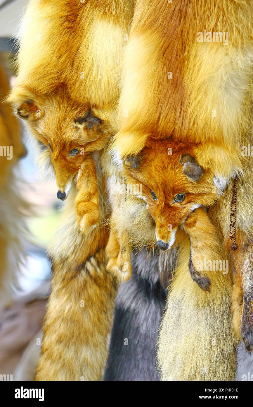 The fur of a fox which is on sale Stock Photo - Alamy