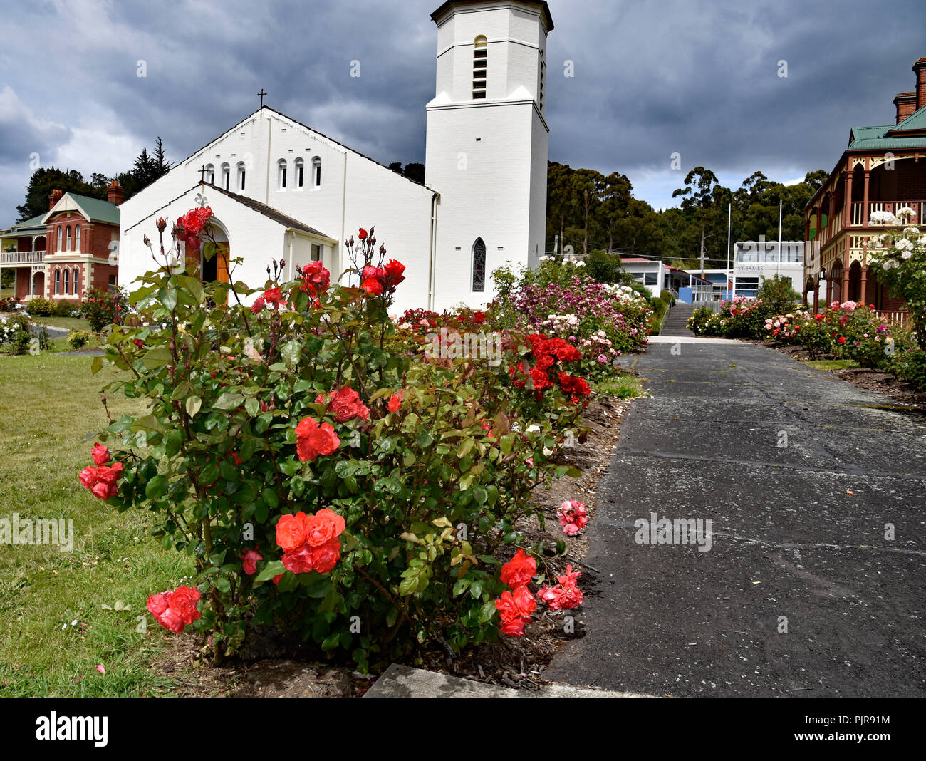 Australian roses hi-res stock photography and images - Alamy