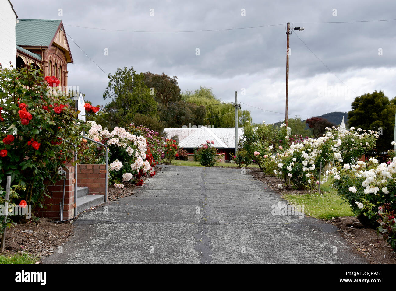 Australian garden roses hi-res stock photography and images - Alamy