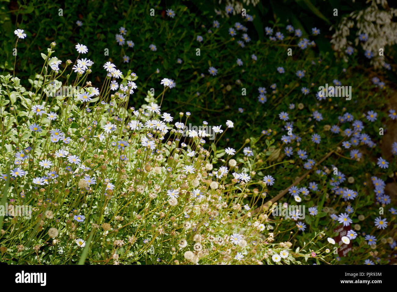 AUSTRALIAN NATIVE FAUNA Stock Photo - Alamy