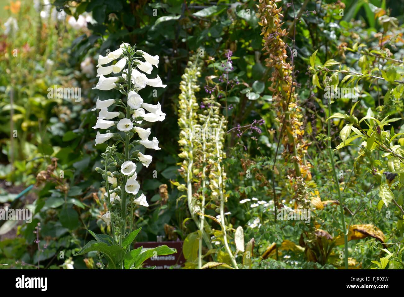 Fox glove hi-res stock photography and images - Alamy