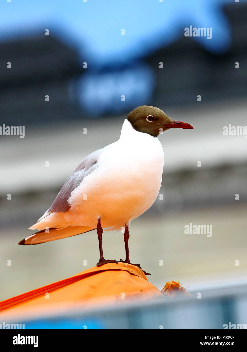 Seagull portrait. Seagull sits on the shore Stock Photo - Alamy